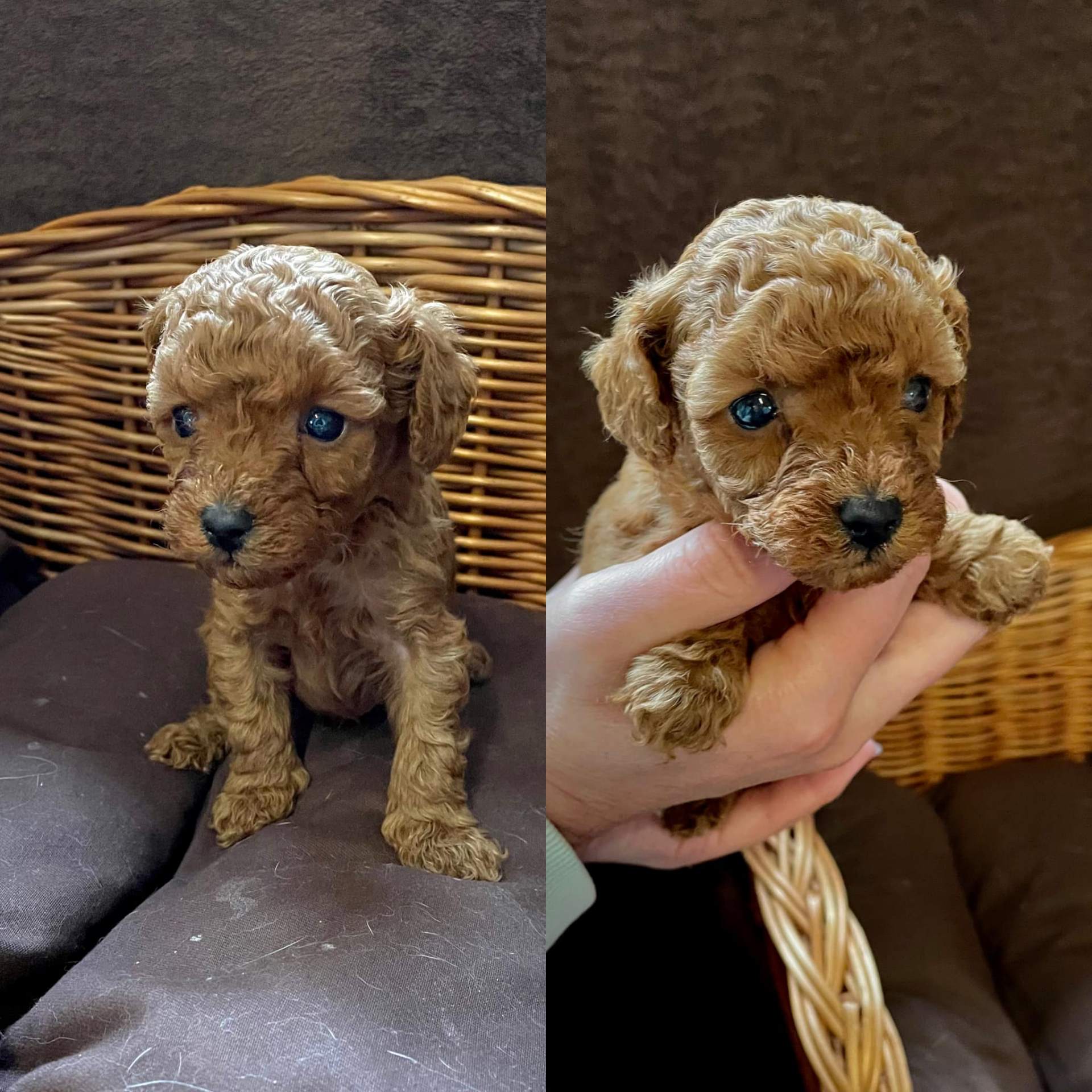 Hodowla pudli miniaturowych | Pudlowe Maluchy – Toy Poodle Szczeniaki ...