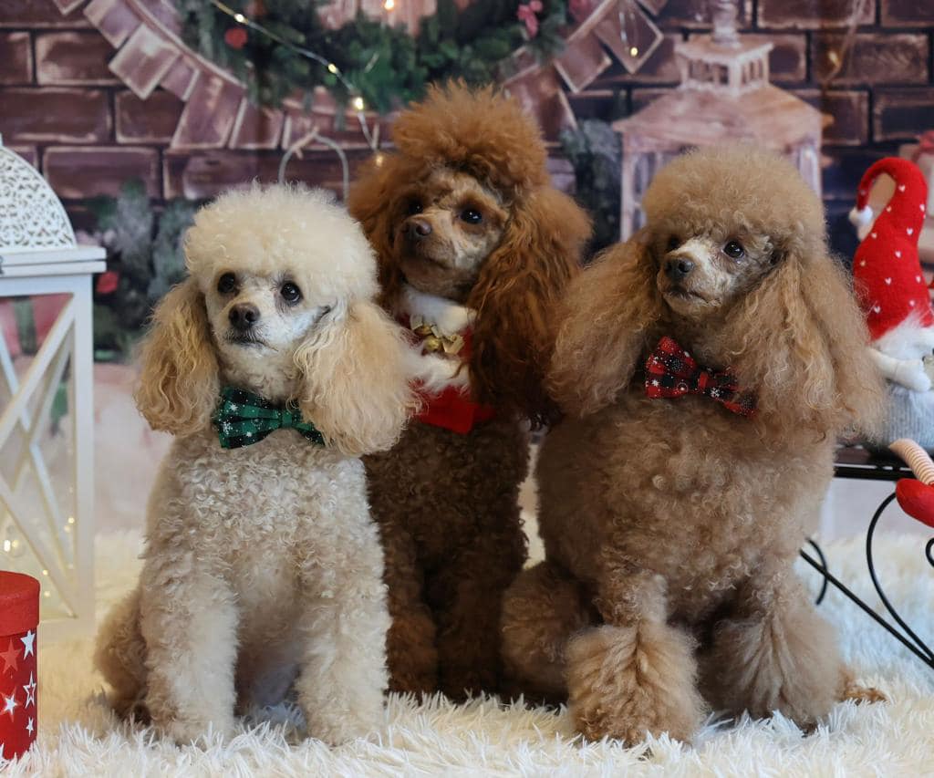 Hodowla pudli miniaturowych | Pudlowe Maluchy – Toy Poodle Szczeniaki ...