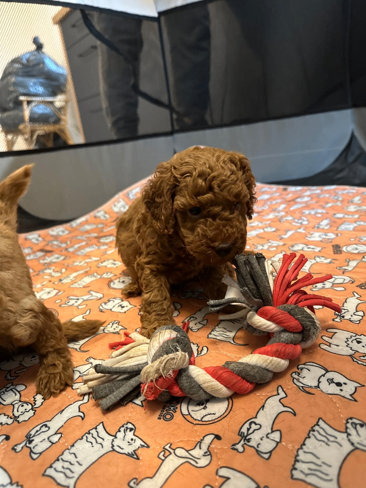 Hodowla pudli miniaturowych | Pudlowe Maluchy – Toy Poodle Szczeniaki ...