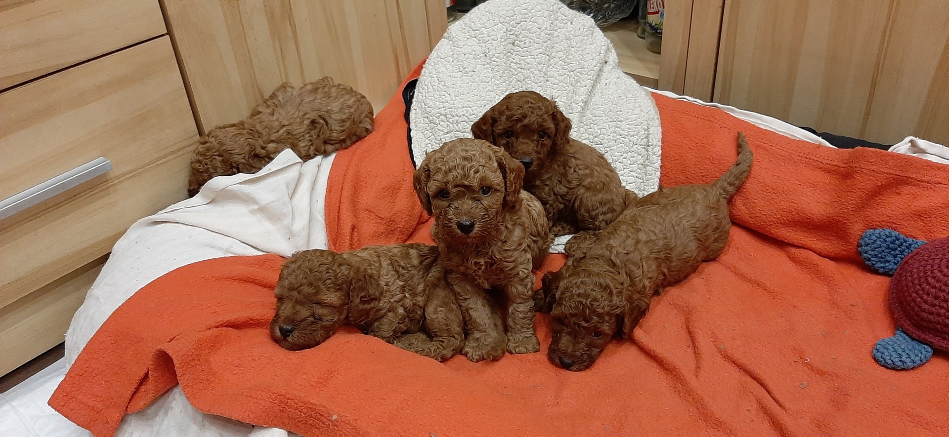 Hodowla pudli miniaturowych | Pudlowe Maluchy – Toy Poodle Szczeniaki ...