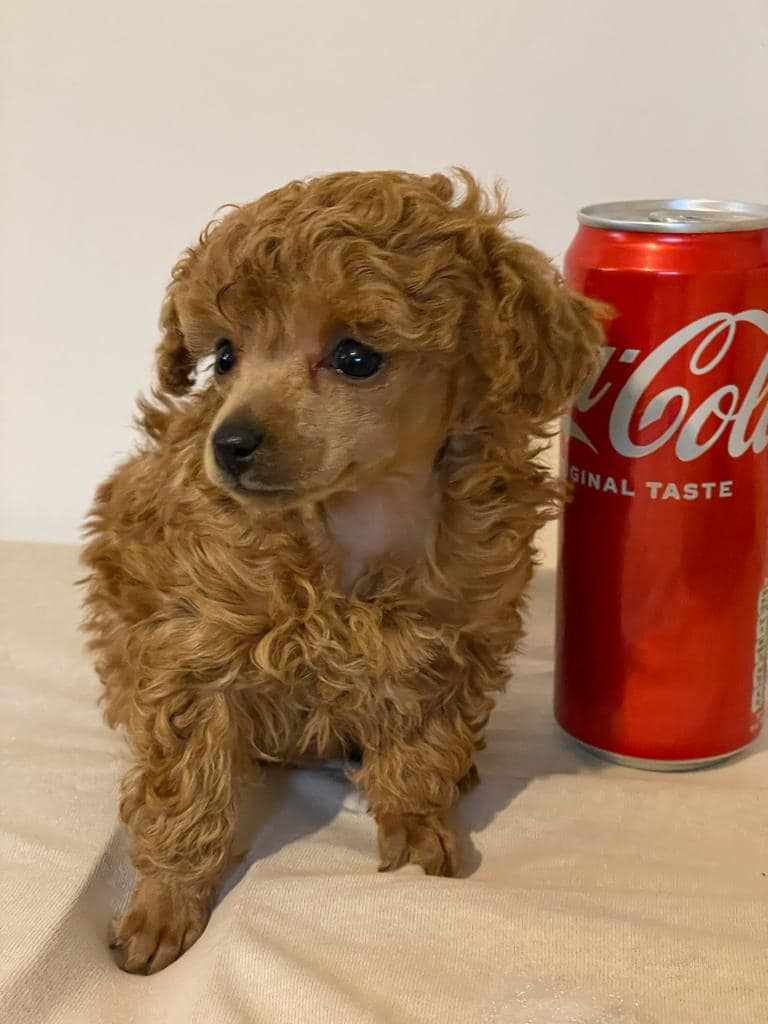 Hodowla pudli miniaturowych | Pudlowe Maluchy – Toy Poodle Szczeniaki ...