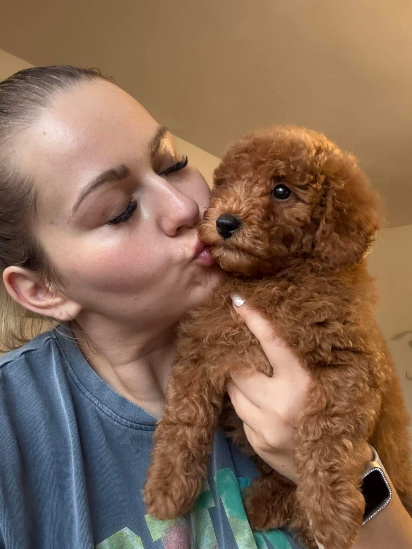 Pudel Toy Hodowla FCI 🐩 Pudlowe Maluchy | Pudel Miniaturowy Hodowla ...